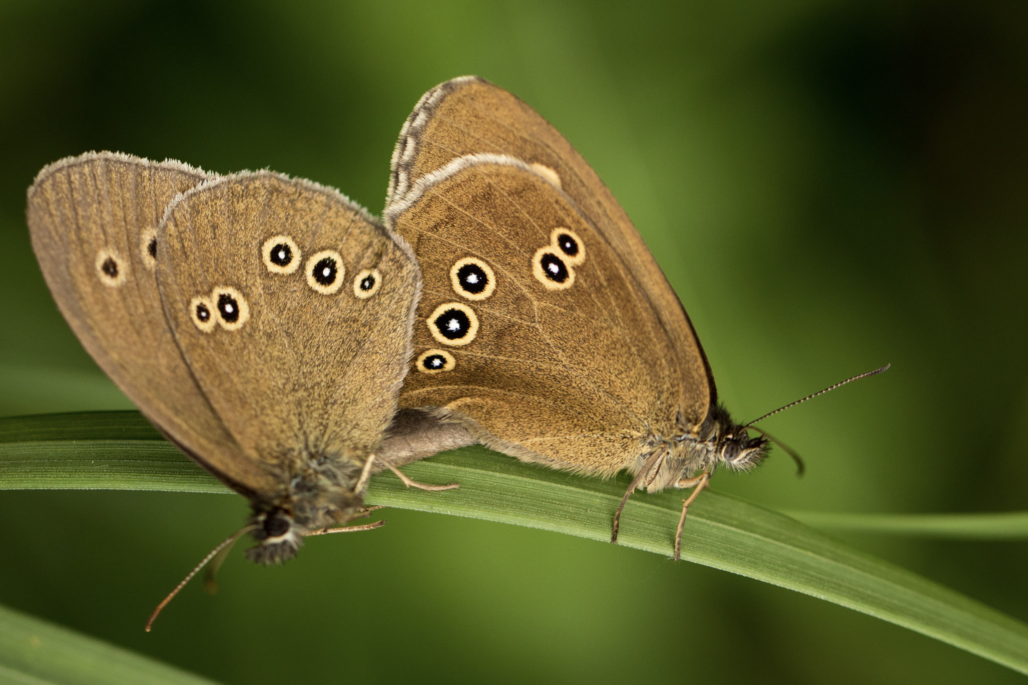 Nearly 1 in 10 UK butterflies extinct: How the public can support ...